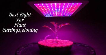 Best Light for Clones And New Cuttings | The Rex Garden