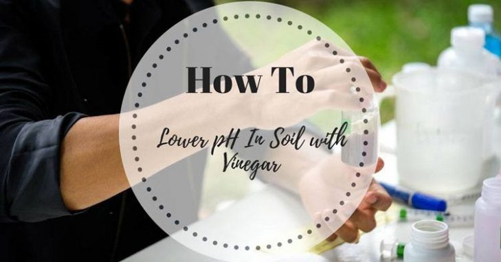 How To Lower pH In Soil With Vinegar | The Rex Garden
