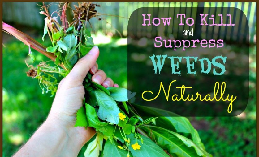 How to Kill Weeds Naturally: Guide to Safe, Homemade Herbicides