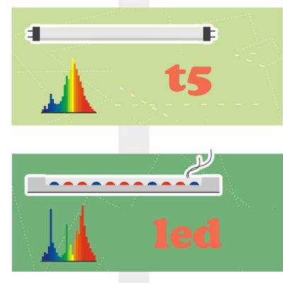T5 vs LED: What’s The Difference? | The Rex Garden