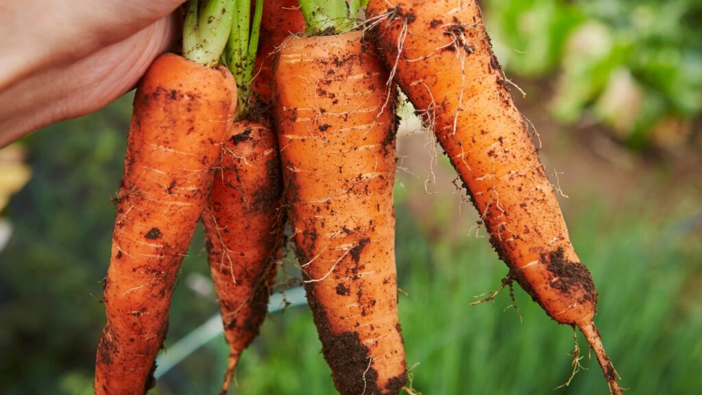 When Are Carrots Ready To Pick: The Best Tips & Advice