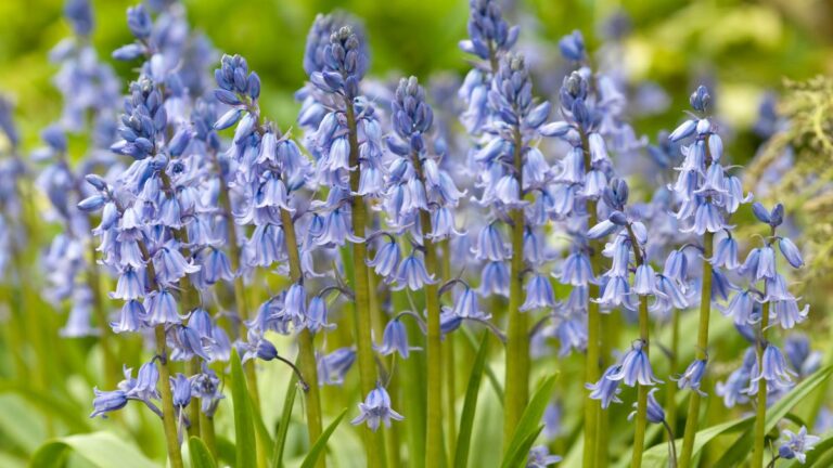 Flowers That Start With The Letter E | The Rex Garden