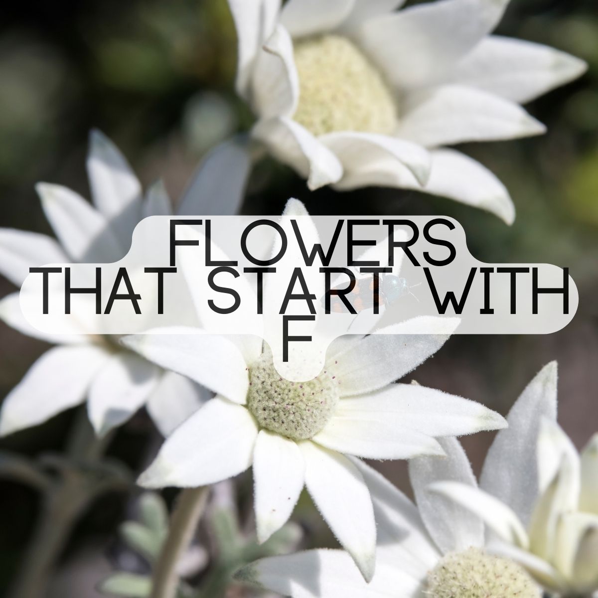 Flowers That Start With The Letter F The Rex Garden Flowers That Start With The Letter F The Rex Garden