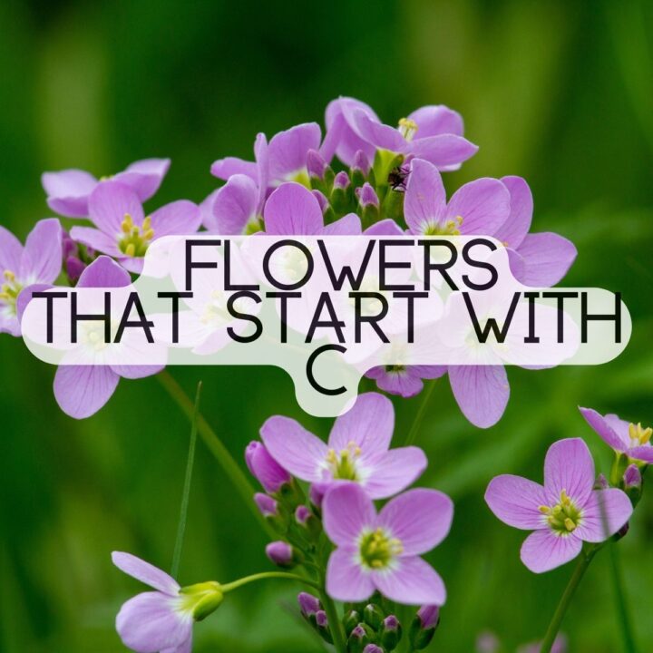 Flowers That Start With The Letter C | The Rex Garden