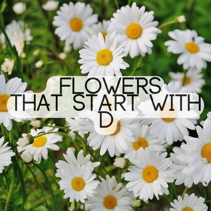 Flowers That Start With The Letter D | The Rex Garden