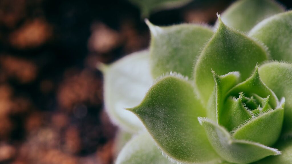 13 Plants With Spiky Leaves | The Rex Garden