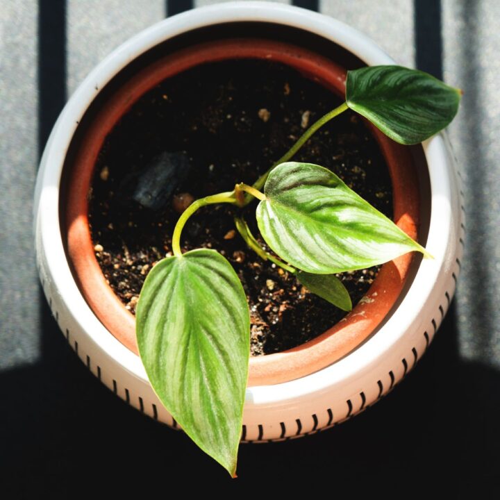 Aroid Potting Soil Mix: How To Guide