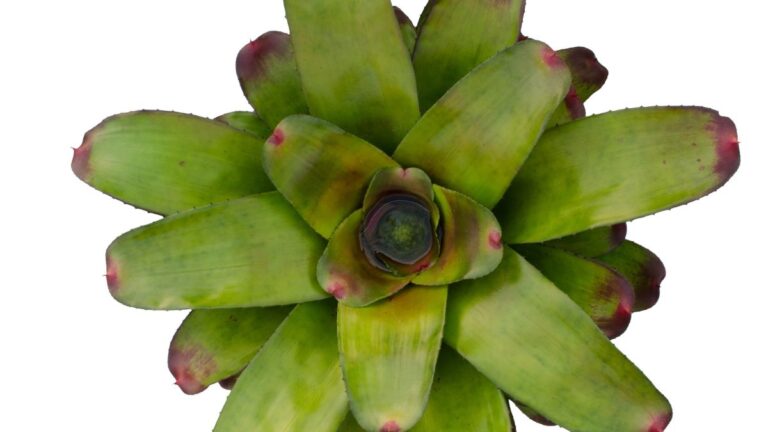 13 Plants With Spiky Leaves | The Rex Garden