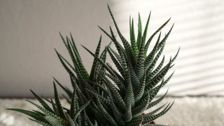 13 Plants With Spiky Leaves | The Rex Garden
