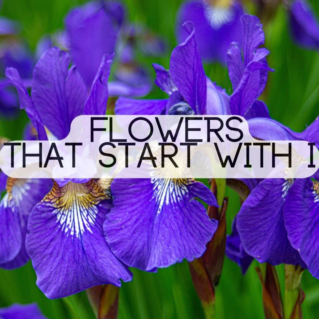 Flowers That Start With the Letter I | The Rex Garden
