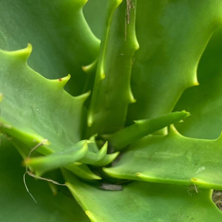 13 Plants With Spiky Leaves | The Rex Garden