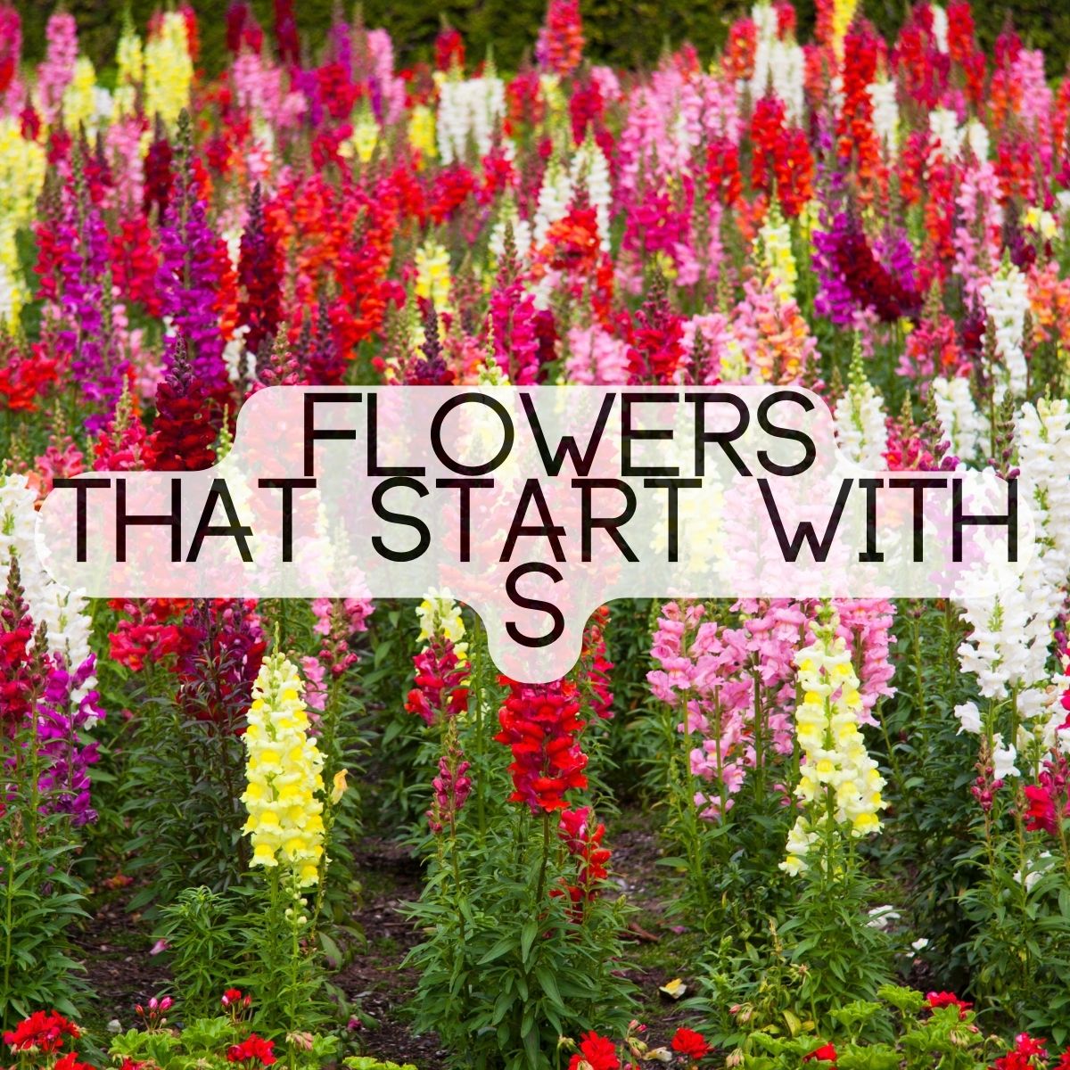Flowers That Start With The Letter S The Rex Garden