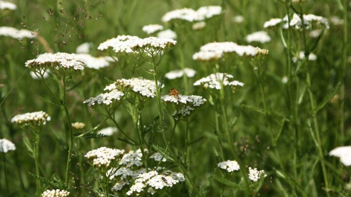 Companion Plants For Yarrow | The Rex Garden