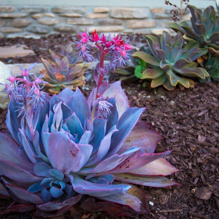 All About Purple Succulents | The Rex Garden