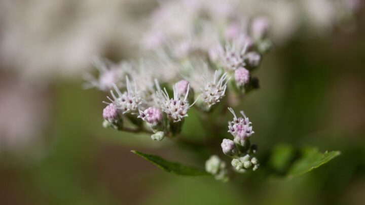 20 Native Plants of Minnesota: The North Star State's Flora