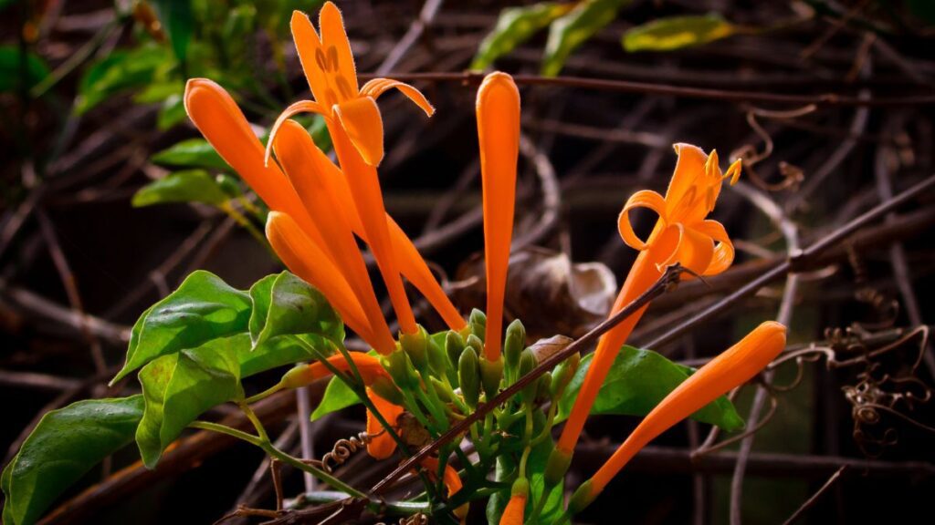 Coral Honeysuckle: The Vibrant, Versatile Vine for Every Garden