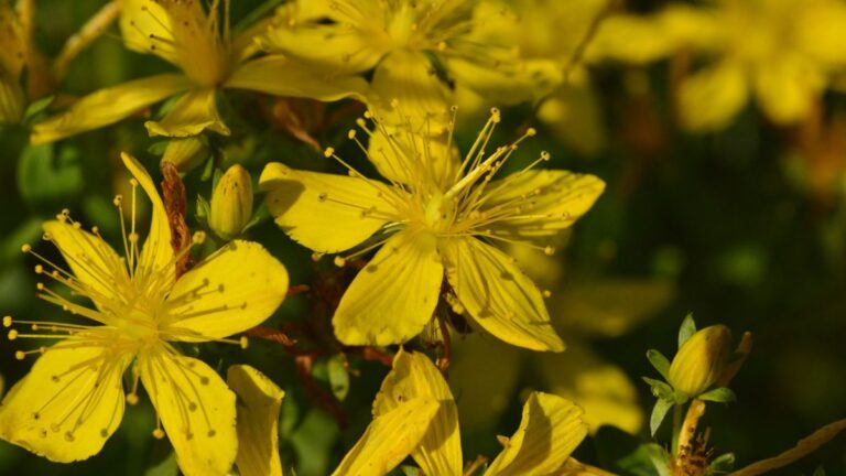Hypericum: A Comprehensive Guide to the Versatile Plant Genus