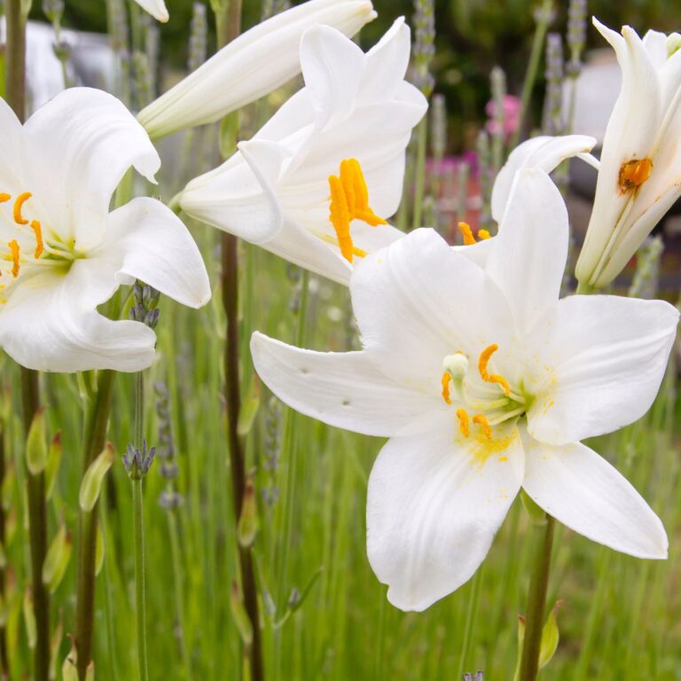 Madonna Lilies: The Timeless Beauty of a Classic Garden Flower