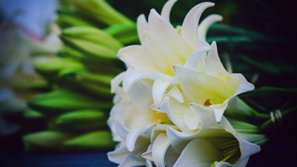 Madonna Lilies: The Timeless Beauty of a Classic Garden Flower