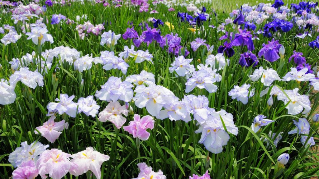 20 Native Plants in Oregon: Discovering the Beaver State's Flora