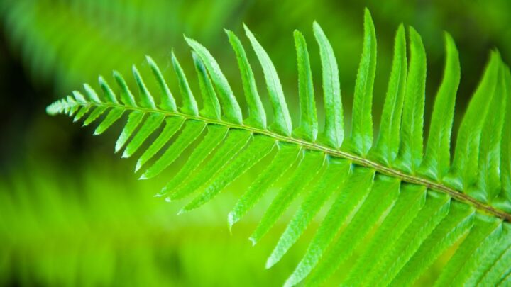 20 Native Plants in Oregon: Discovering the Beaver State's Flora