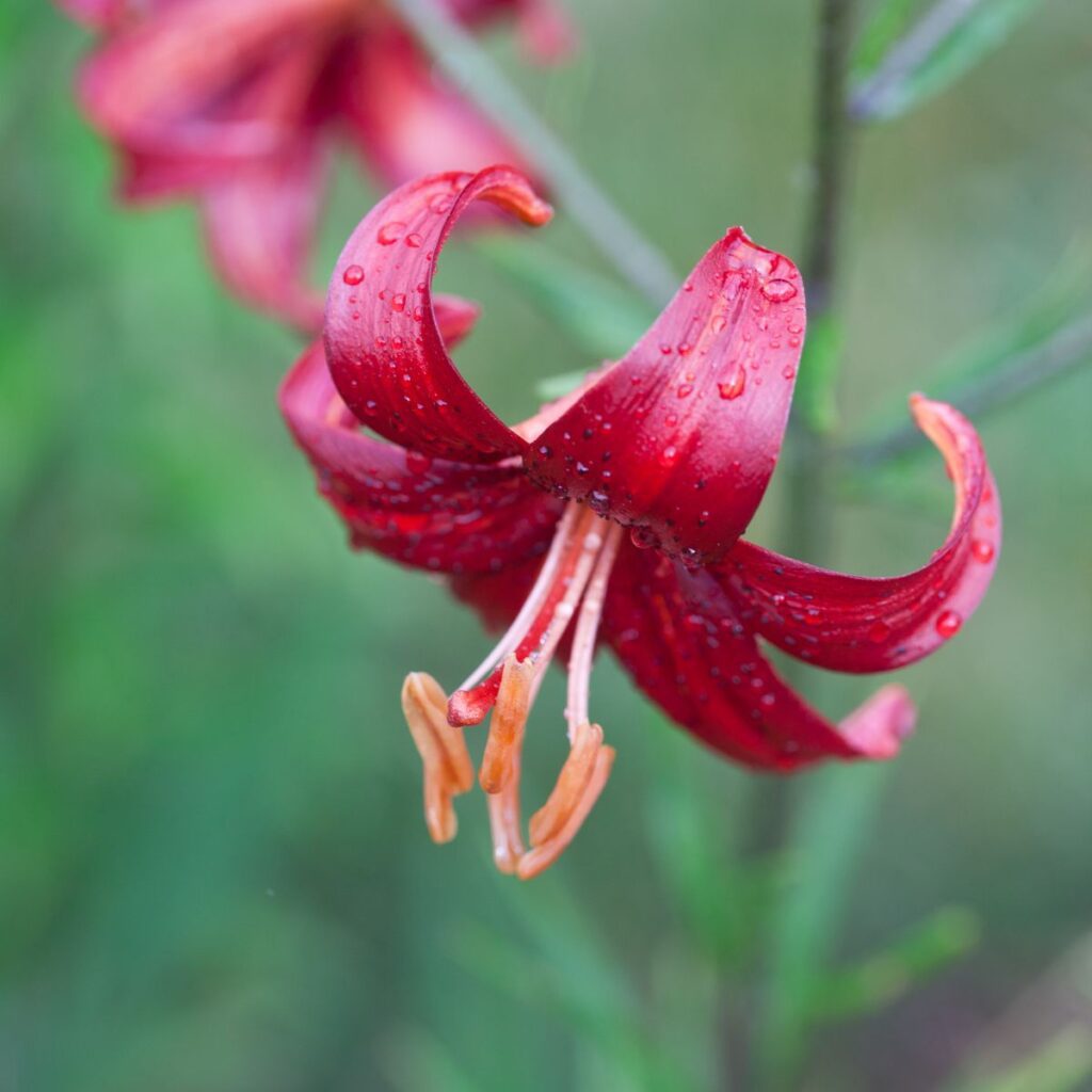 Turk's Cap Lily: A Stunning and Graceful Native Wildflower