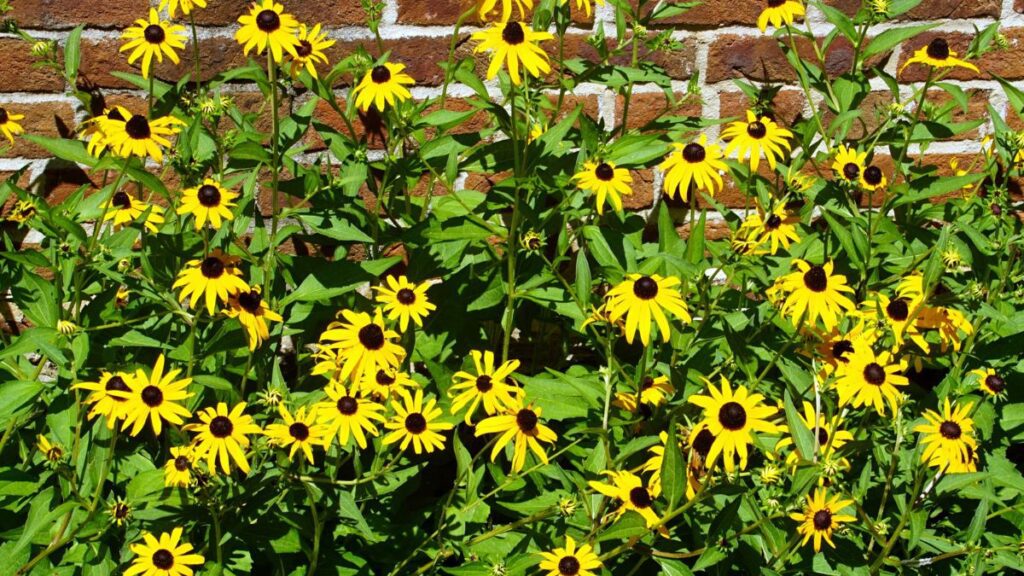 Black-Eyed Susans (Rudbeckia): Captivating Beauty