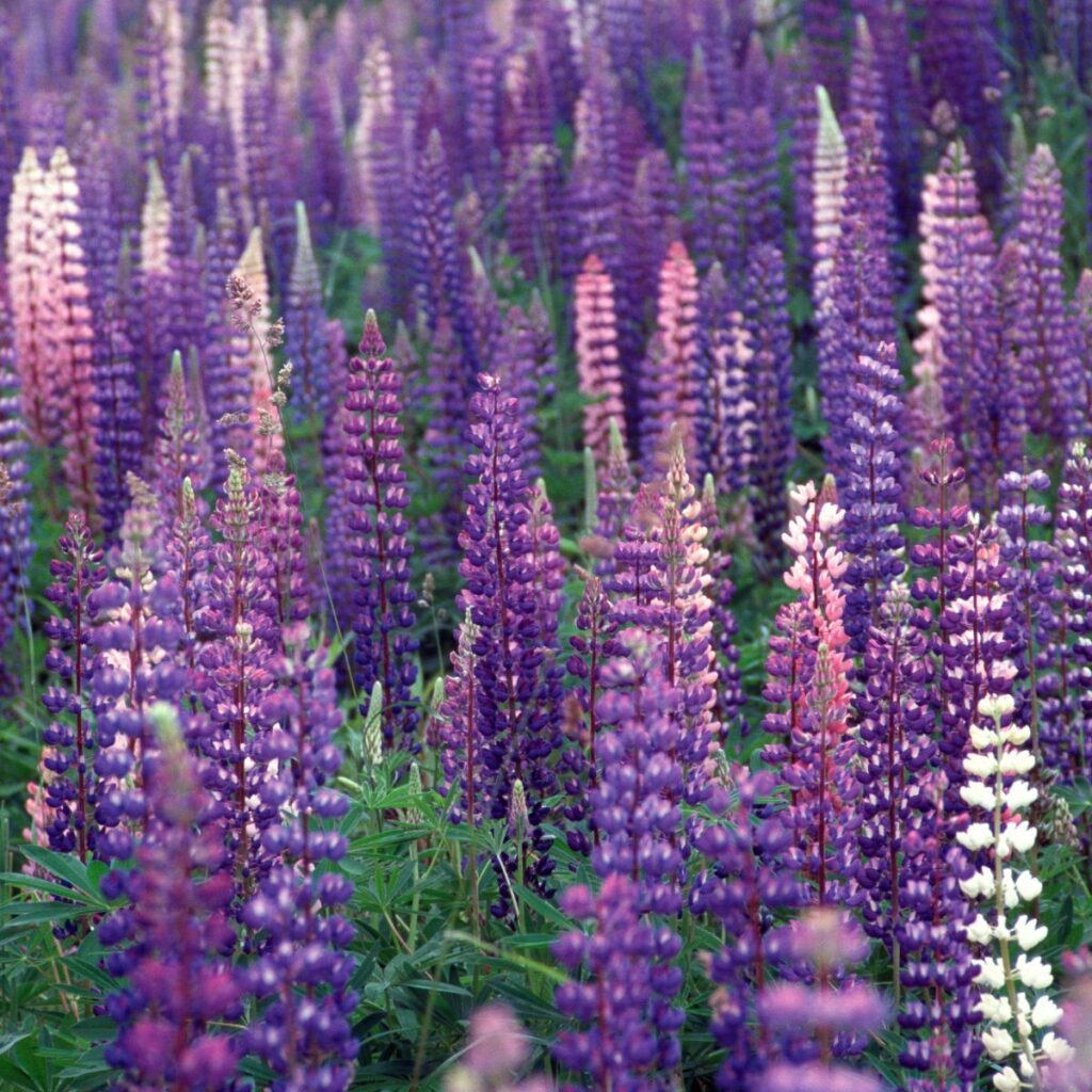 Wild Lupine (The Blue Jewel of North American Wildflowers) | The Rex Garden