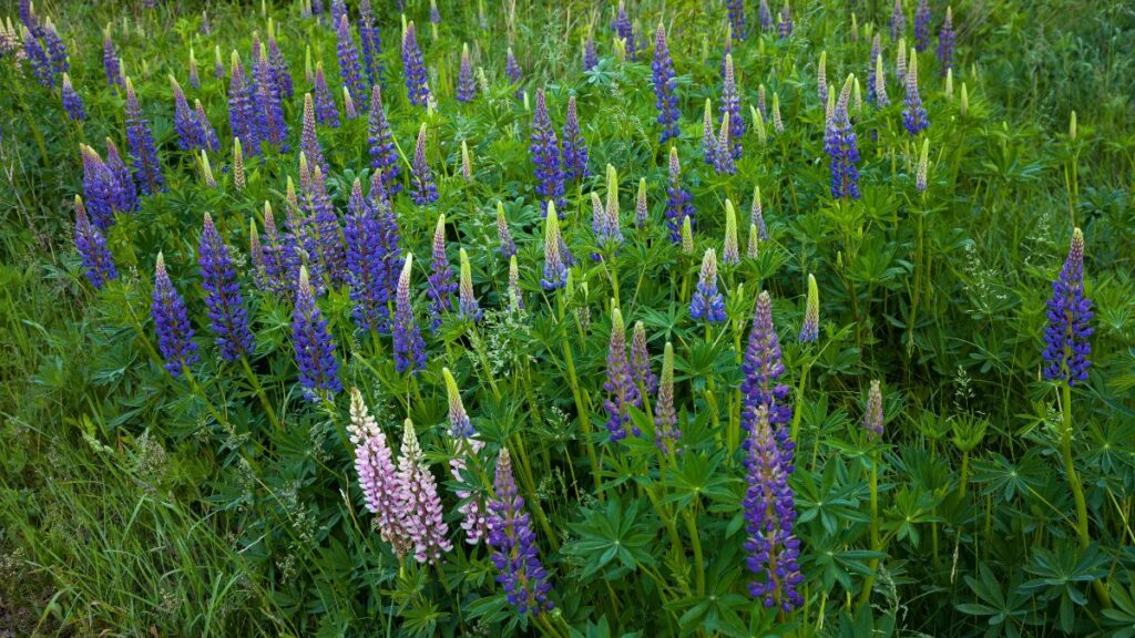 Wild Lupine (The Blue Jewel of North American Wildflowers) | The Rex Garden