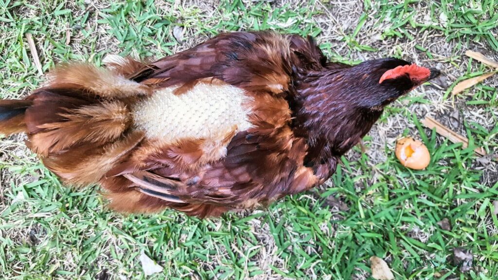 Chicken Molting 101: Everything You Need to Know About Feather Loss